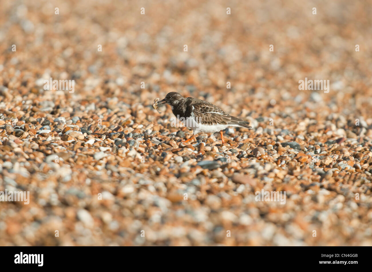 Turnstone, Arenaria interpres carrying broken shell in beak. Rye ...