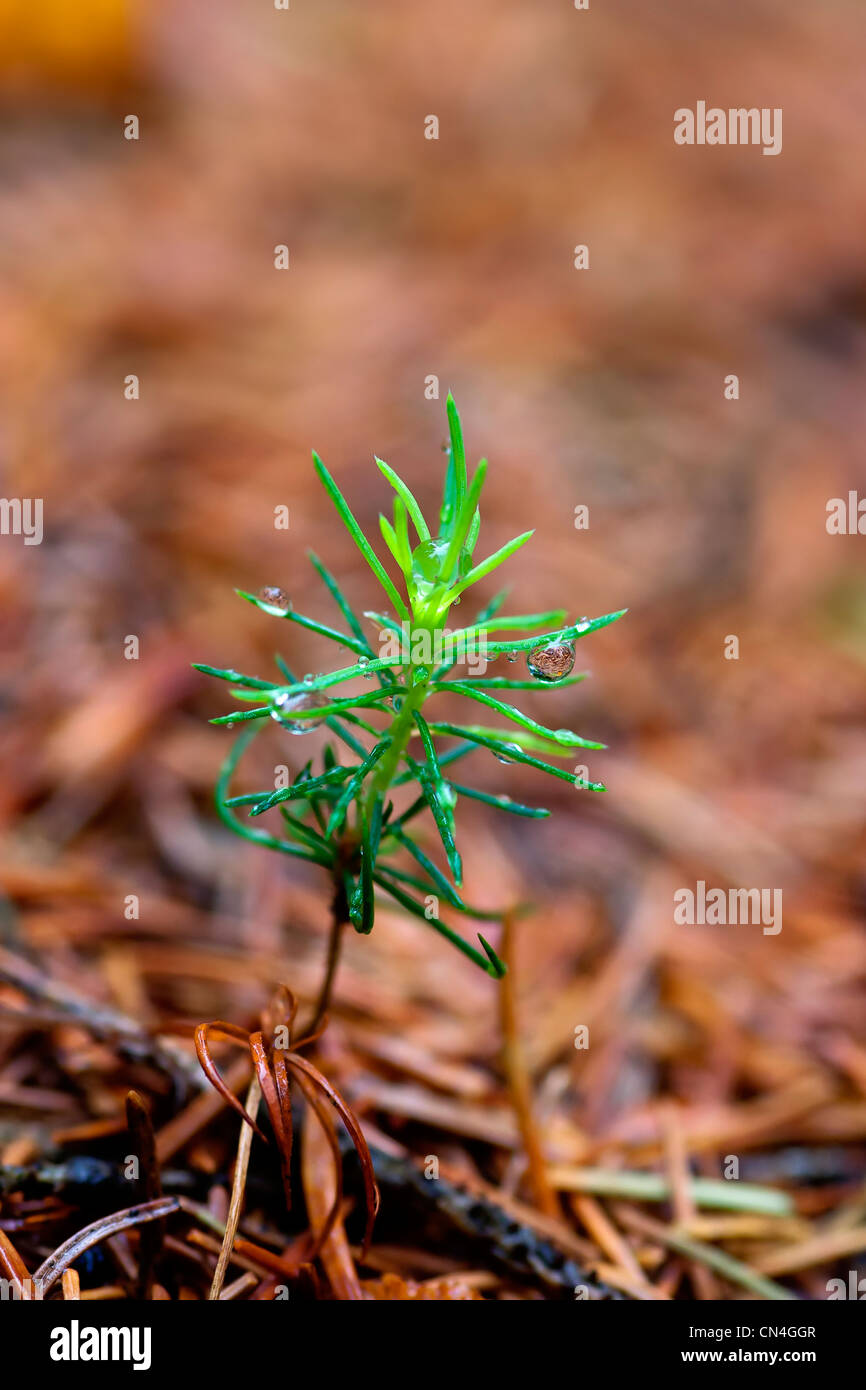Sucker growth hi-res stock photography and images - Alamy