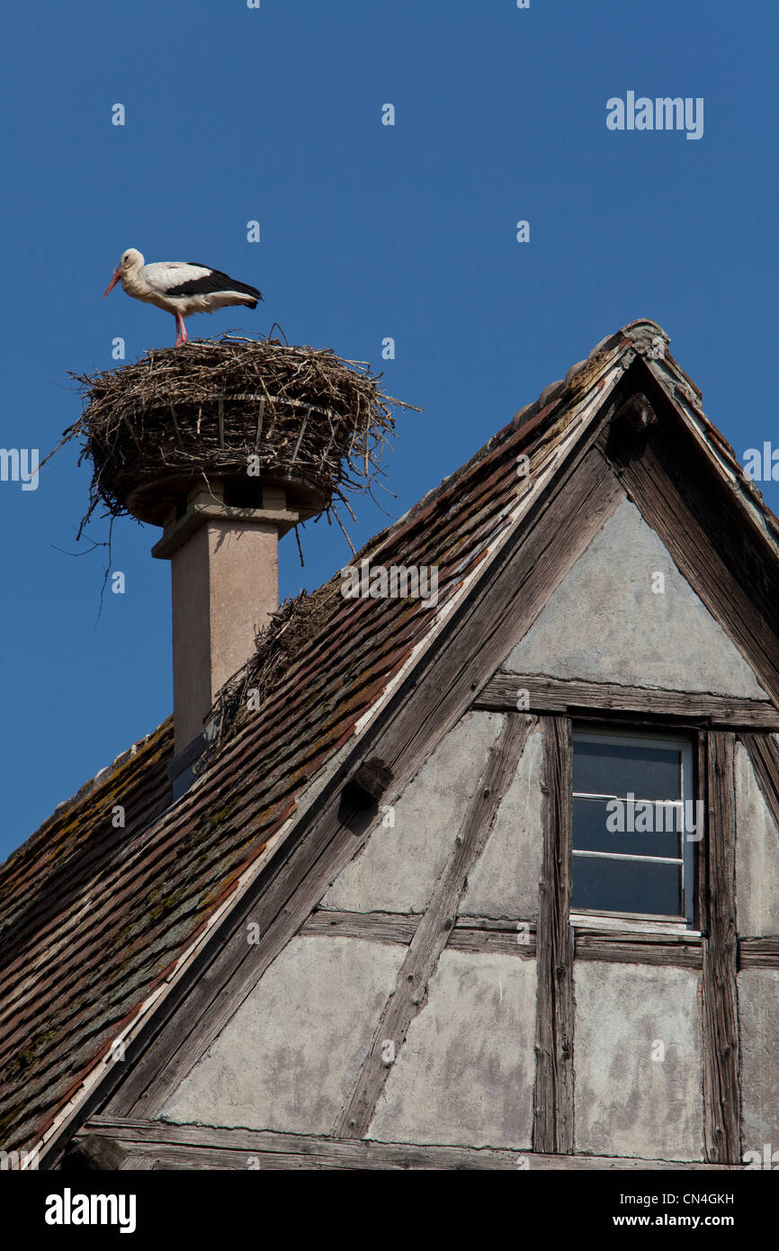 Stork nest alsace france hi-res stock photography and images - Alamy