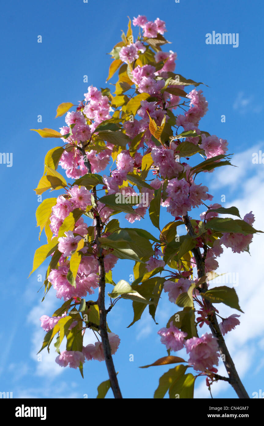 Flowering cherry tree Prunus Amanogawa at Kaliningrad botanical garden ...