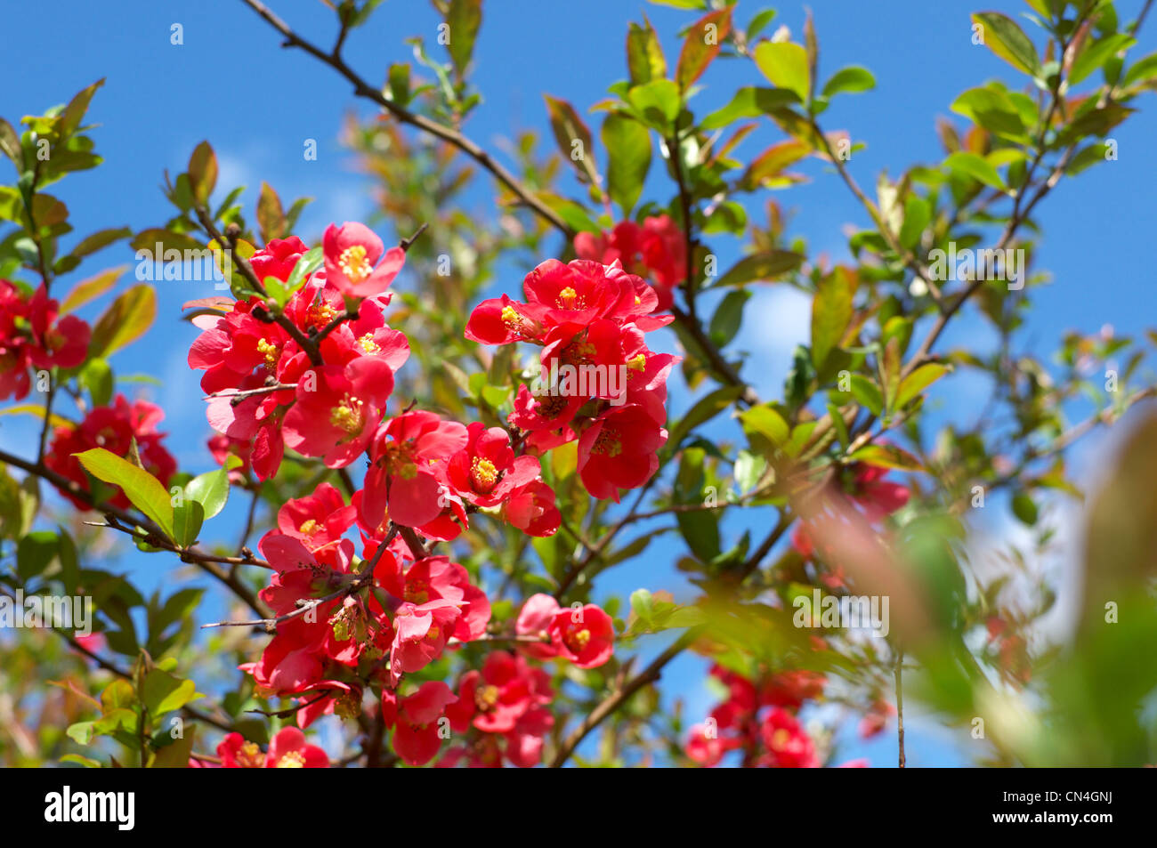 Quince Bush Blossoms at Kaliningrad botanical garden Stock Photo - Alamy