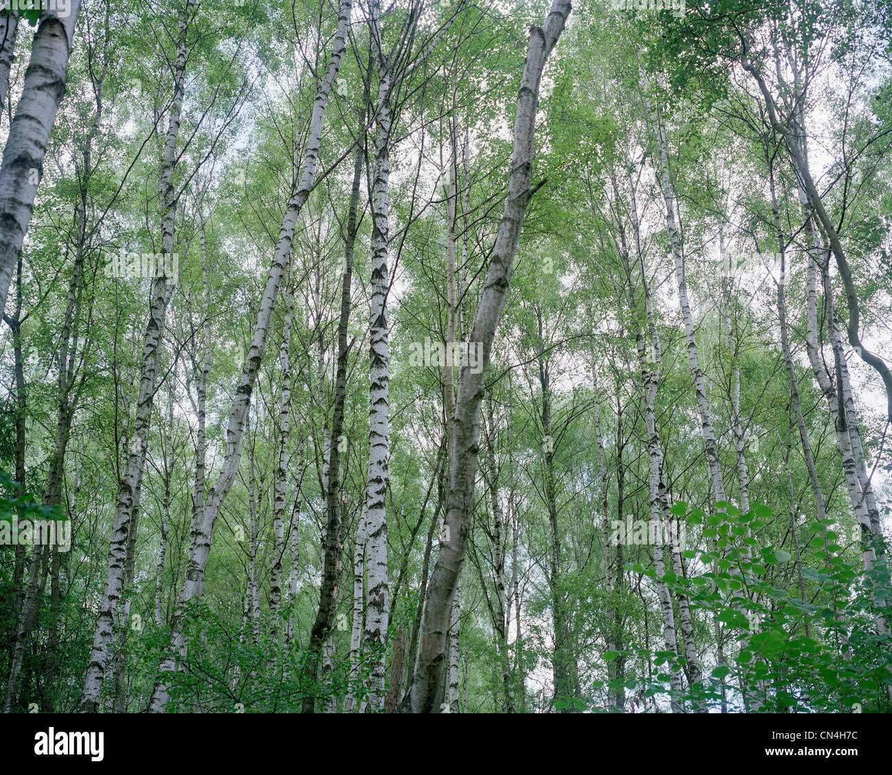 Cool birch hi-res stock photography and images - Alamy