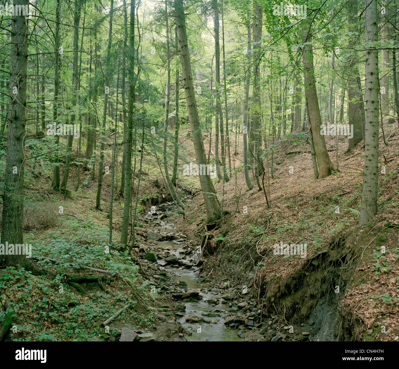 Stream running through a wood Stock Photo - Alamy