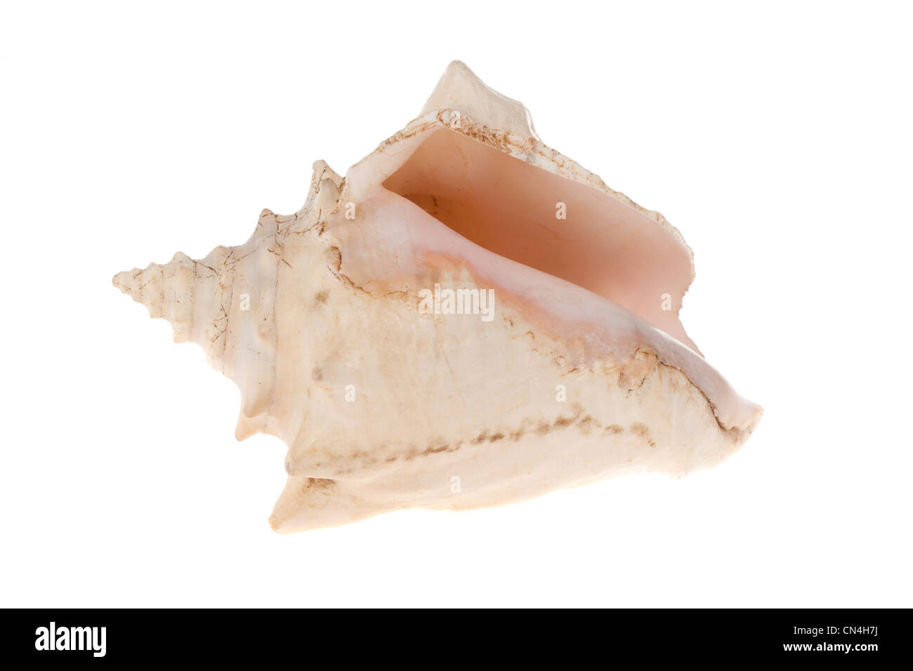 Seashell sea shell beach sand Cut Out Stock Images & Pictures - Alamy