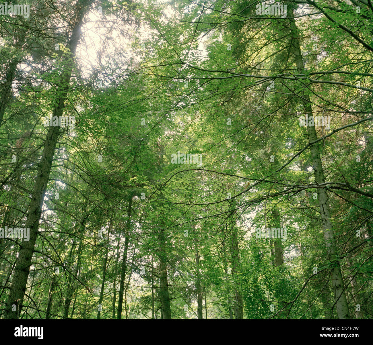 Calm canopy hi-res stock photography and images - Alamy