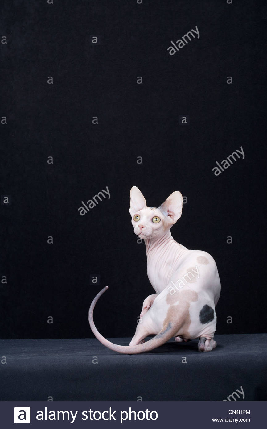 Bald Cat Cat High Resolution Stock Photography and Images - Alamy