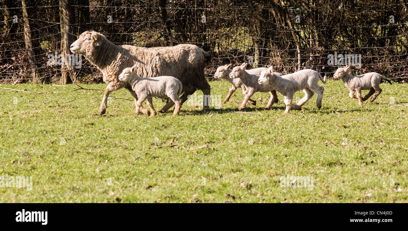 Quintuplet Lambs running across the field Stock Photo - Alamy