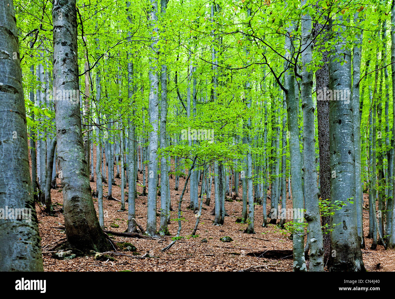 Bayerischerwald national park hi-res stock photography and images - Alamy