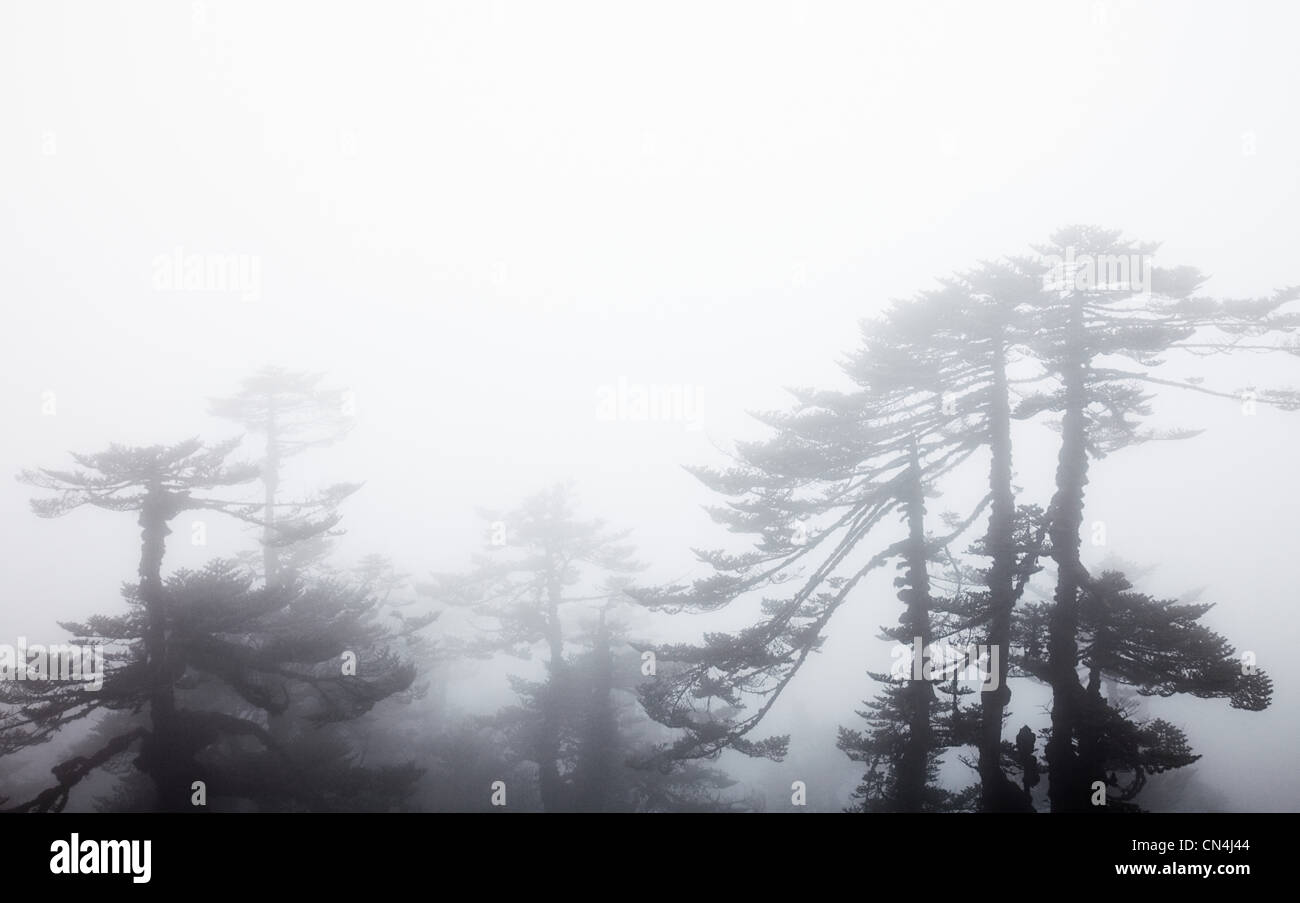 Sikkim tree hi-res stock photography and images - Alamy