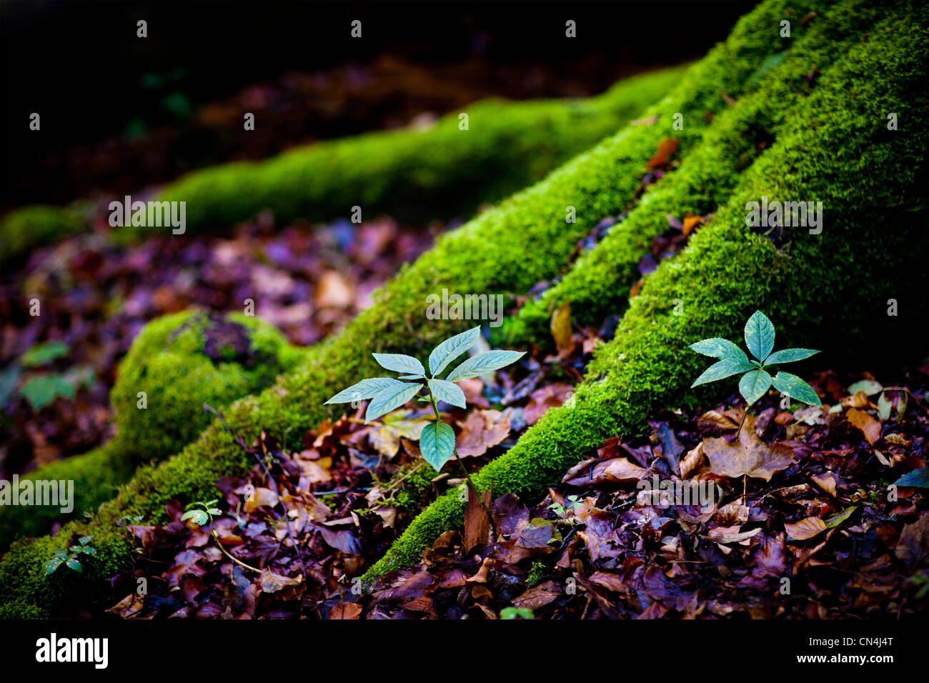 Moss hi-res stock photography and images - Alamy
