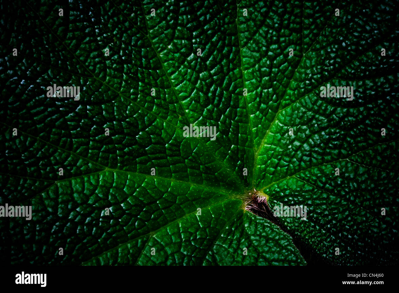 Close-up of a leaf Stock Photo - Alamy