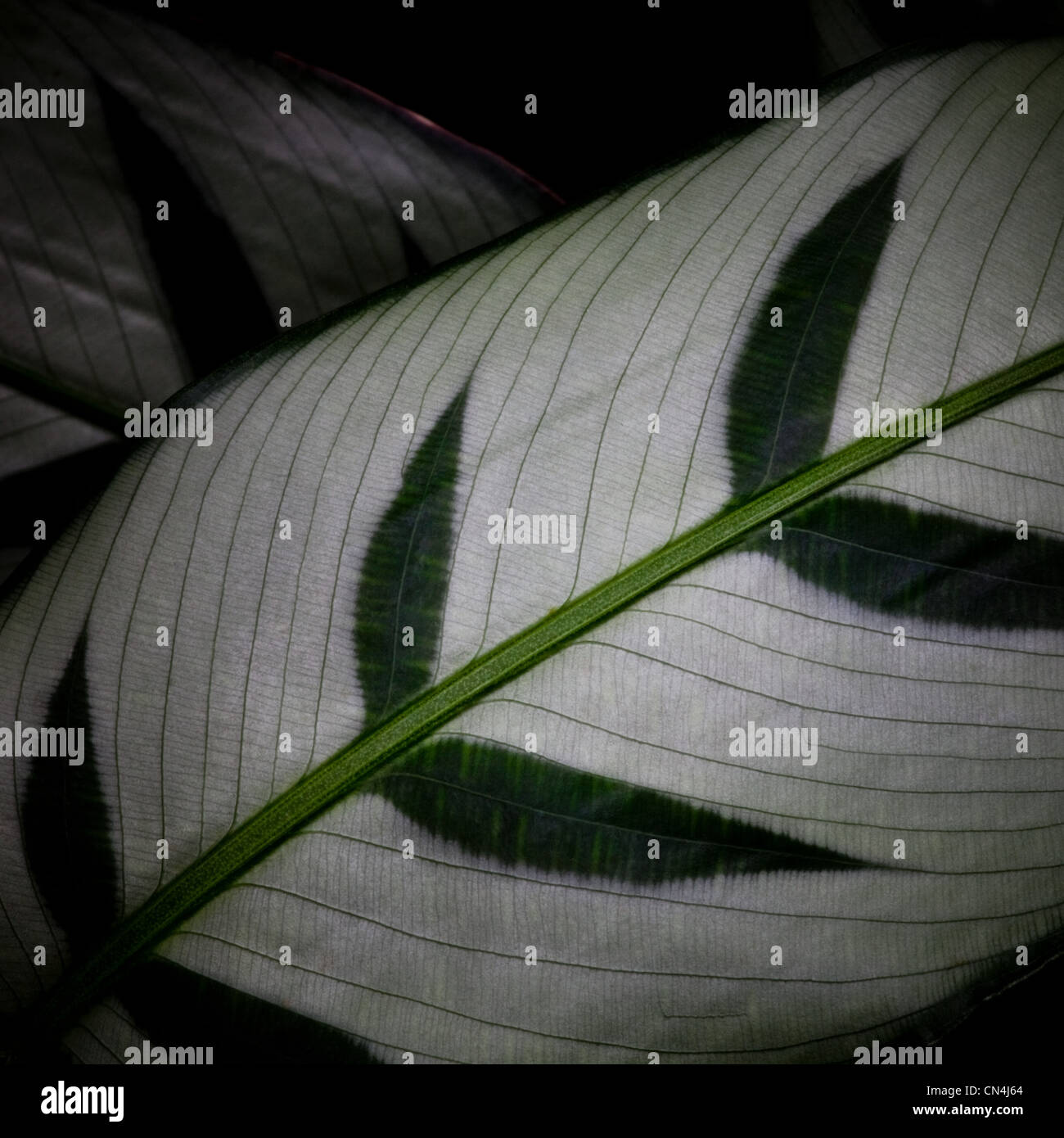 Backlit leaf pattern Stock Photo - Alamy