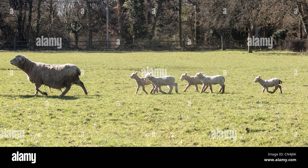 Quintuplet Lambs running across the field Stock Photo - Alamy