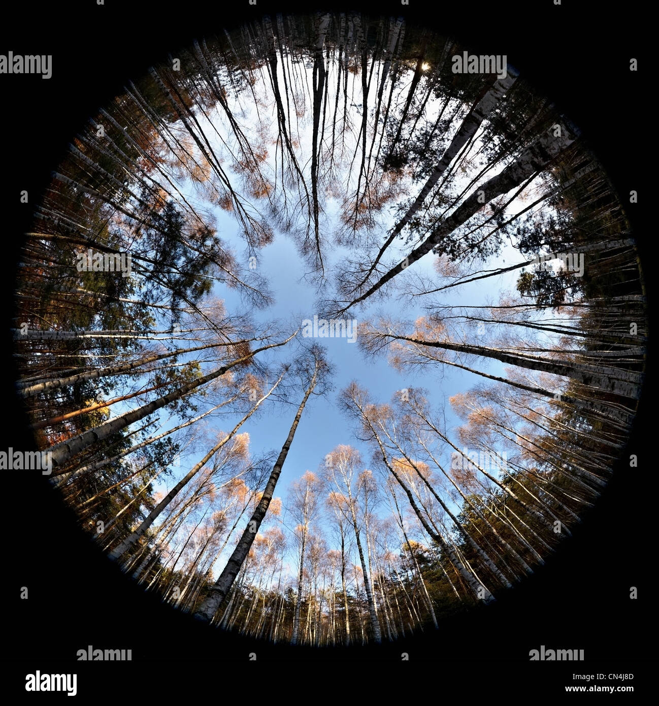 Fisheye view of forest Stock Photo - Alamy
