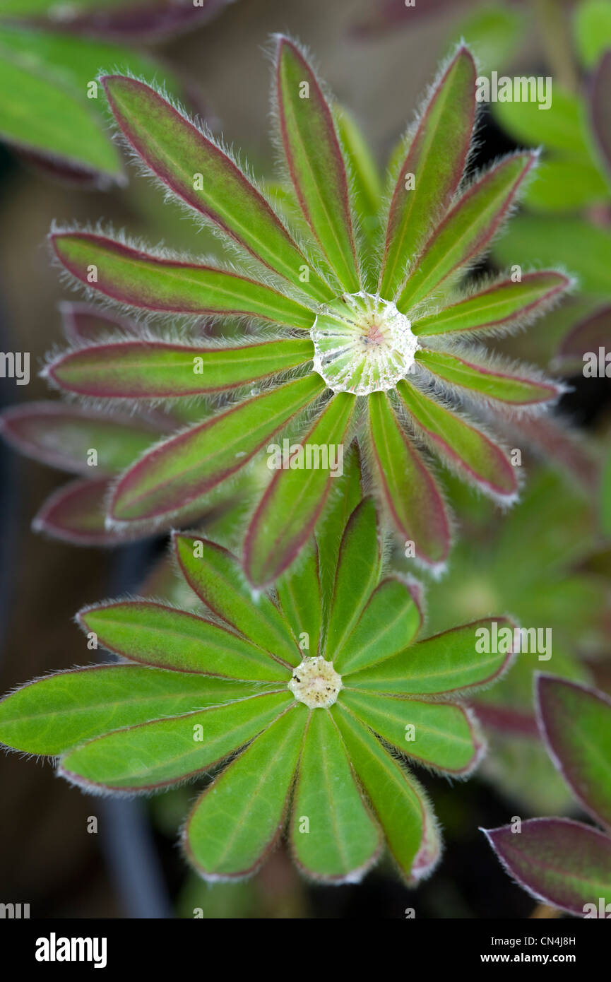 Lupin leaves hi-res stock photography and images - Alamy