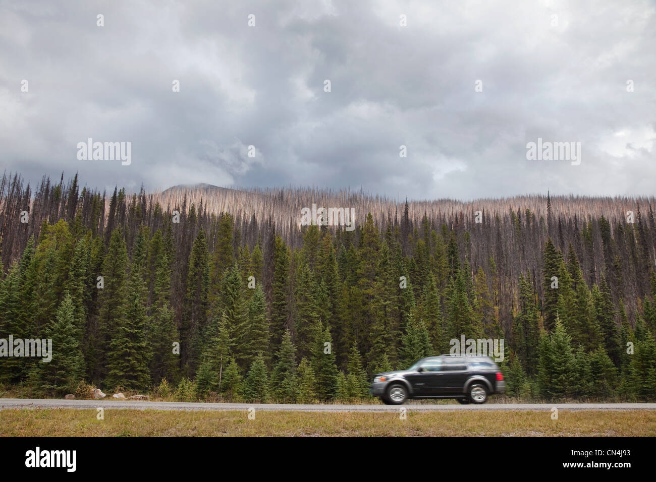 Car on road passing forest, British Columbia, Canada Stock Photo - Alamy