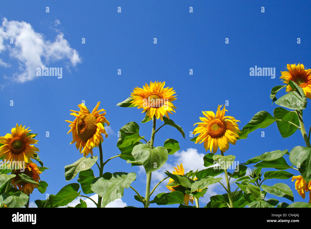 Sunflower on blue background wallpaper hi-res stock photography and ...