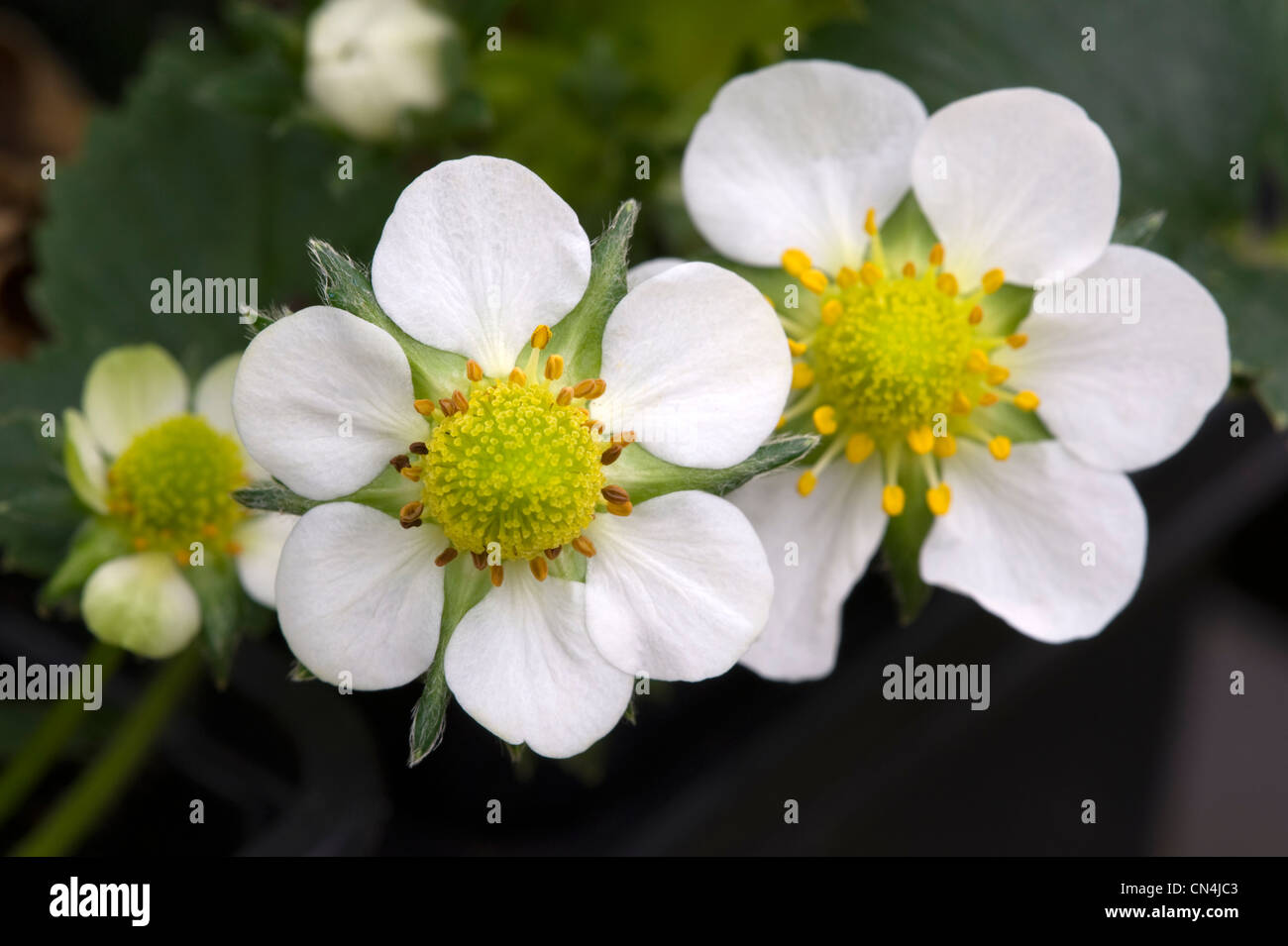 Strawberry Pollination High Resolution Stock Photography and Images - Alamy