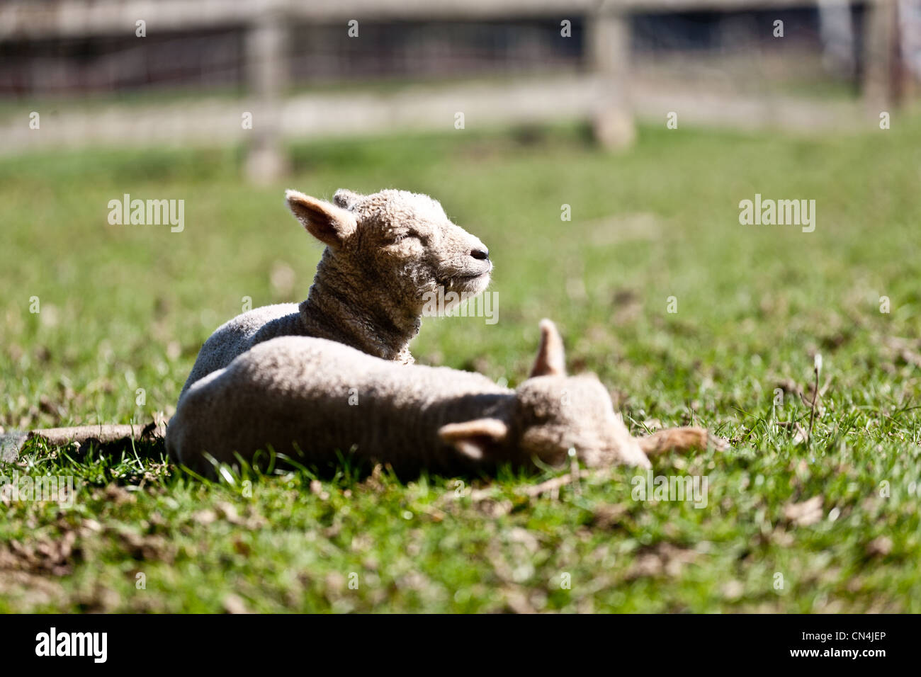Five lambs hi-res stock photography and images - Alamy