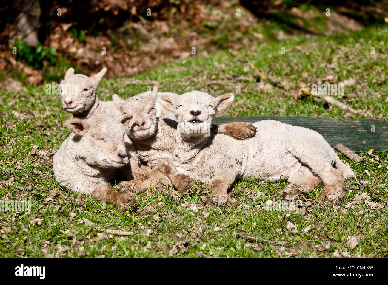 Five lambs hi-res stock photography and images - Alamy