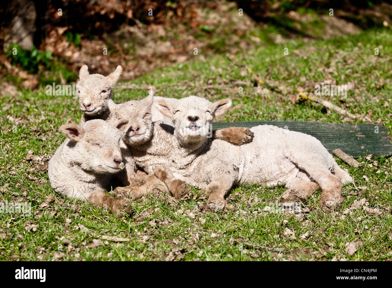 Four of the five quintuplet lambs, lying in the sun Stock Photo - Alamy