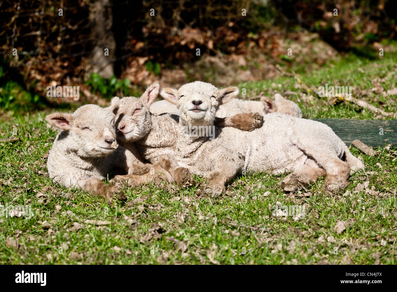 Four of the five quintuplet lambs, lying in the sun Stock Photo - Alamy