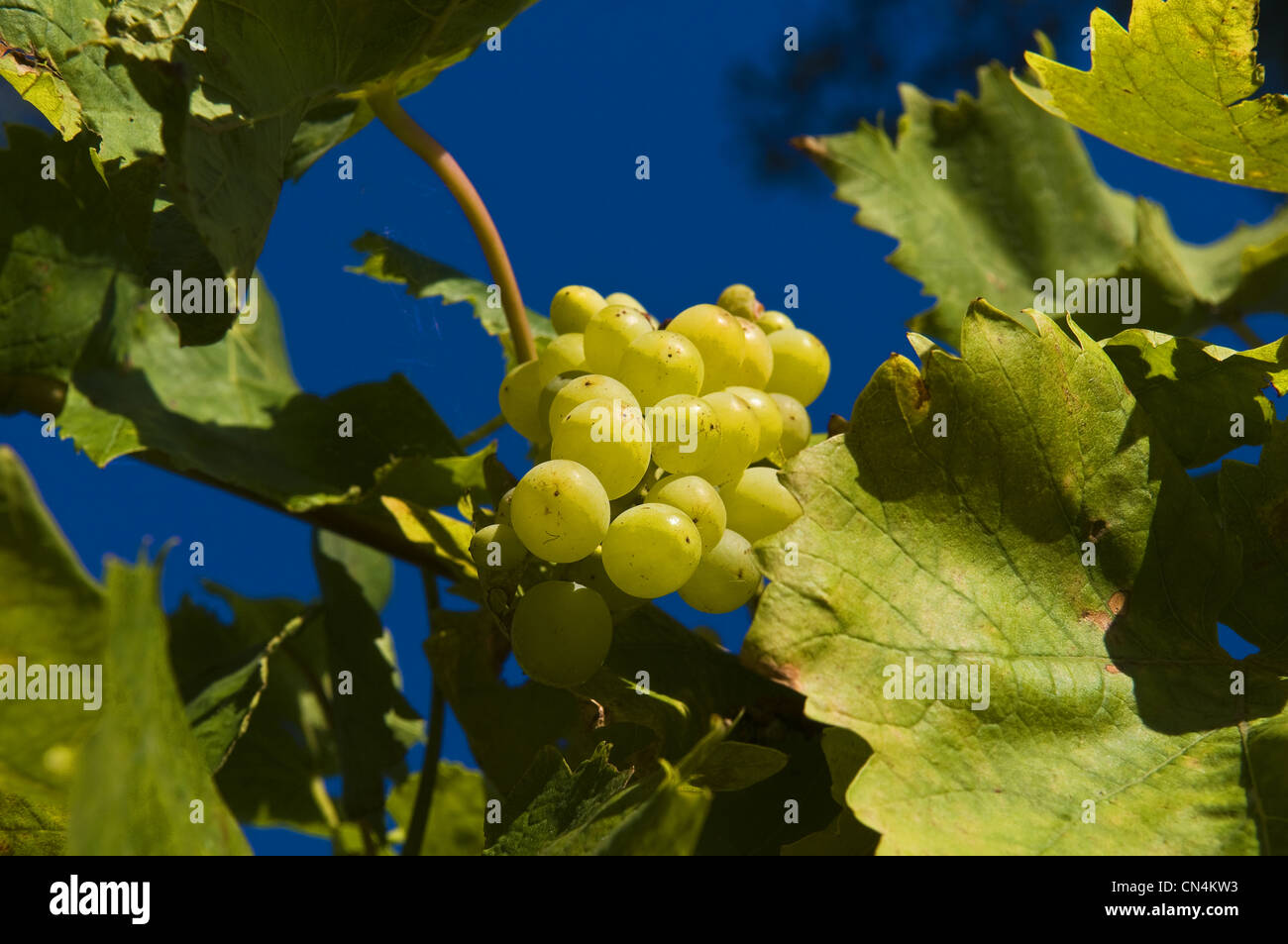 Australia, Victoria, Mornington Peninsula, Red Hill Estate Wine ...