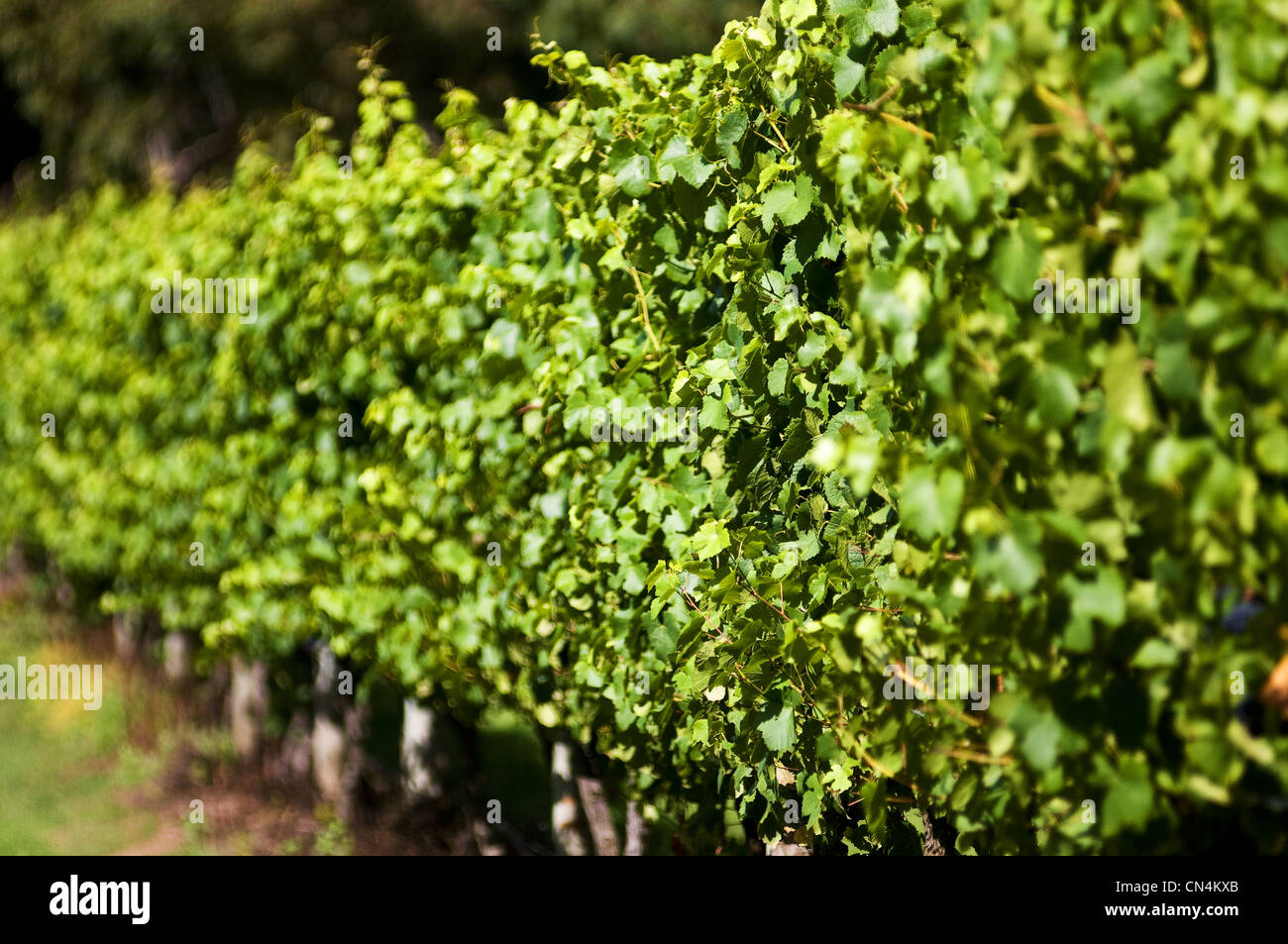 Australia, Victoria, Mornington Peninsula, Red Hill Estate Wine ...