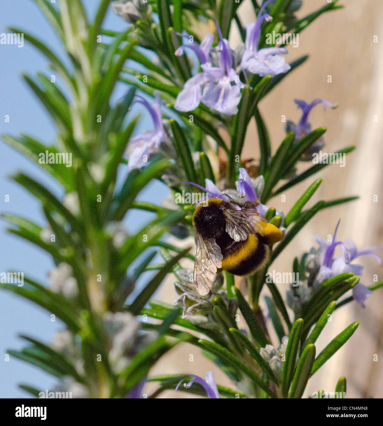 A bee gathering pollen from a rosemary bush Stock Photo - Alamy