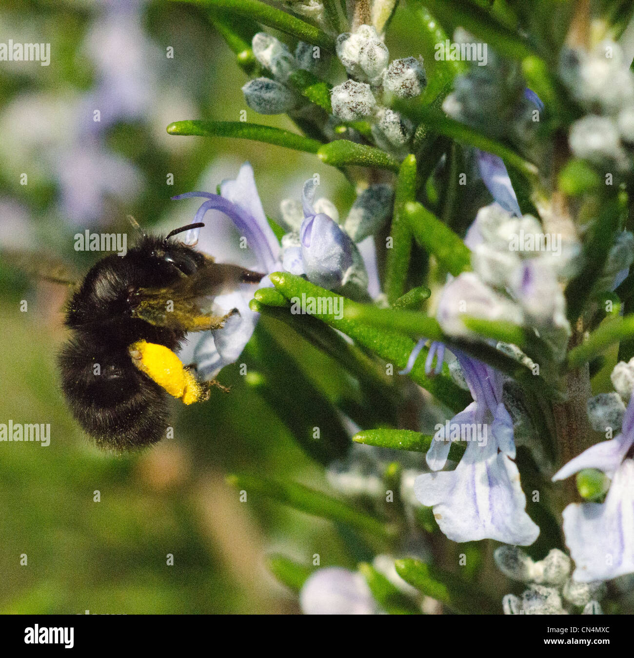 A bee gathering pollen from a rosemary bush Stock Photo - Alamy