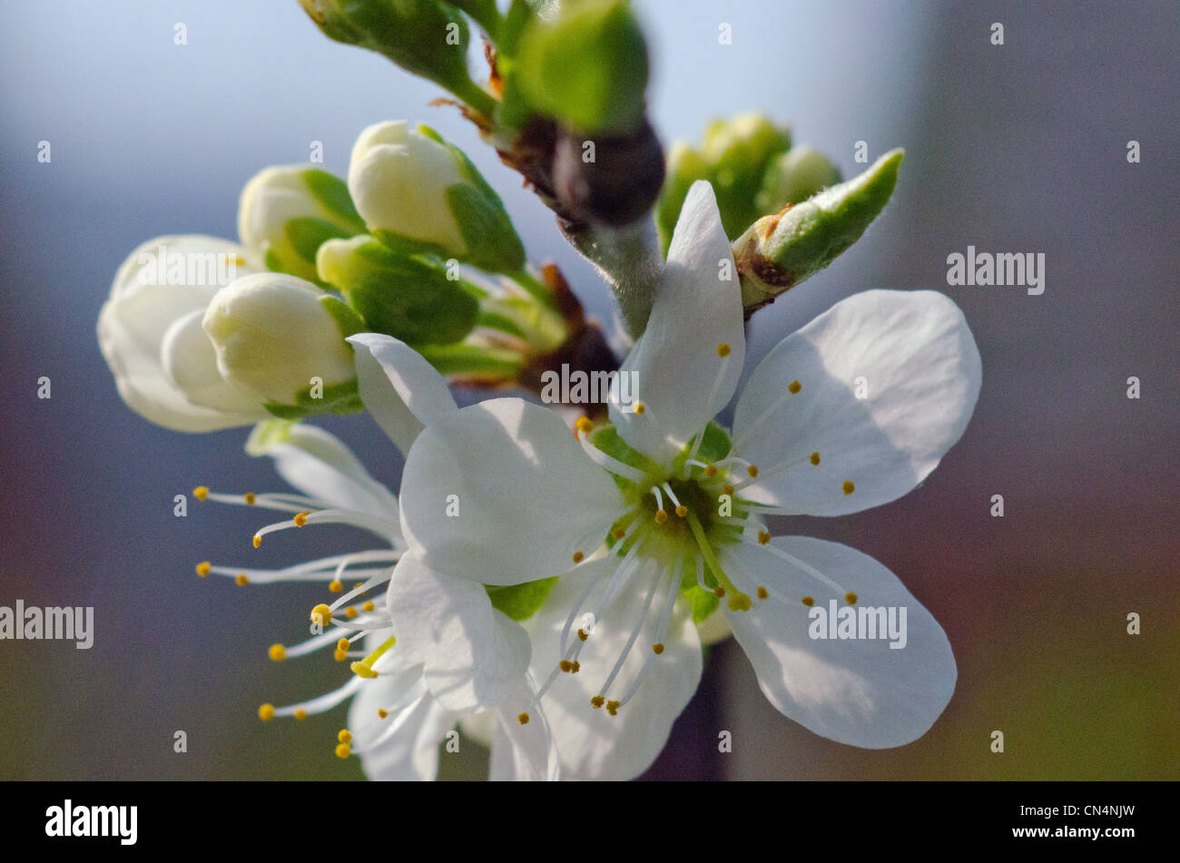 Damson blossom hi-res stock photography and images - Alamy