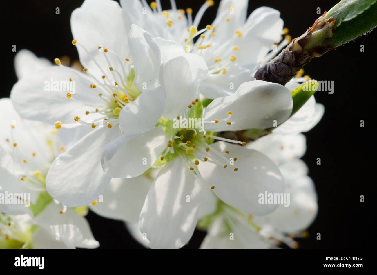 Damson blossom hi-res stock photography and images - Alamy