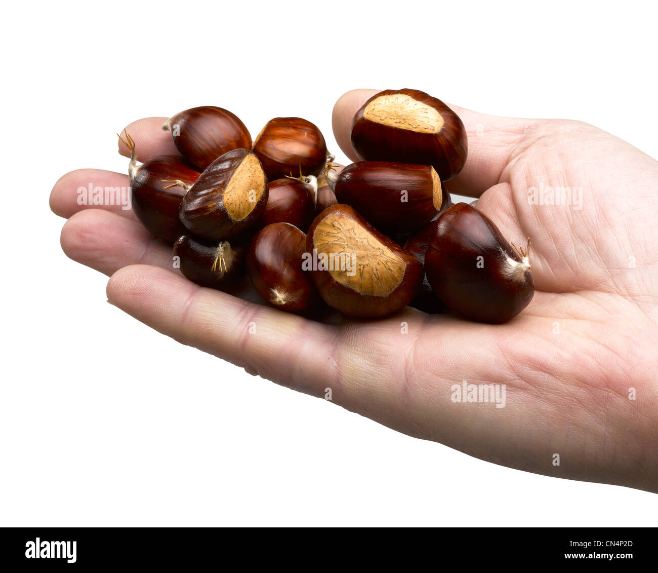 man hand holds chestnuts isolated on white background (clipping path ...