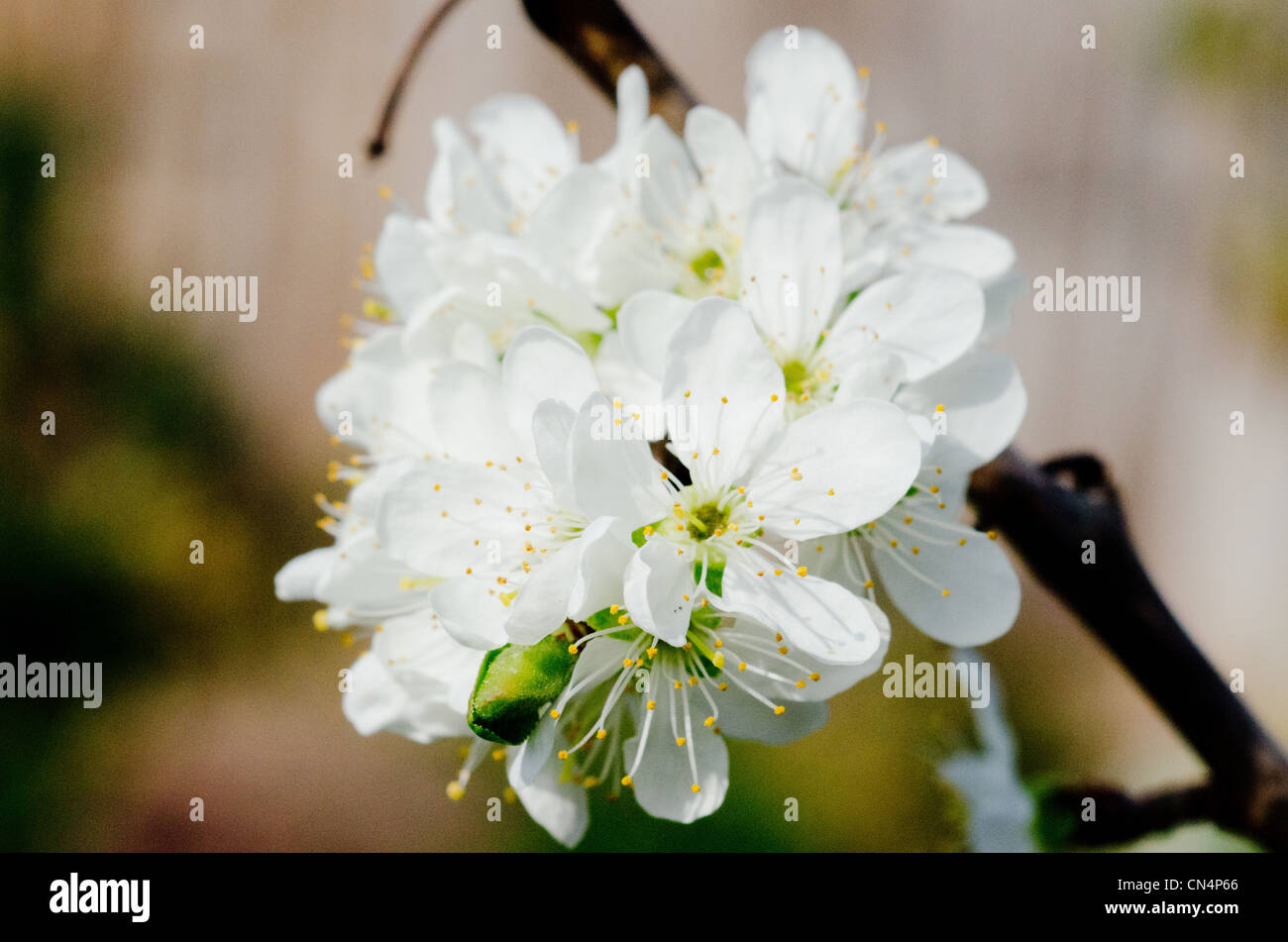 Damson Blossom High Resolution Stock Photography and Images - Alamy