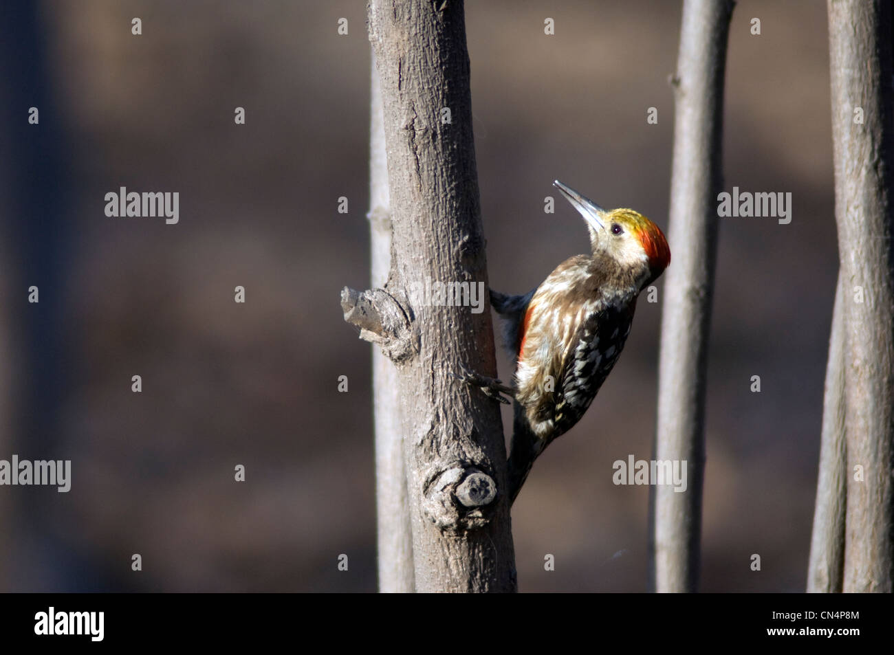 Yellow Crowned wood packer in action Stock Photo - Alamy