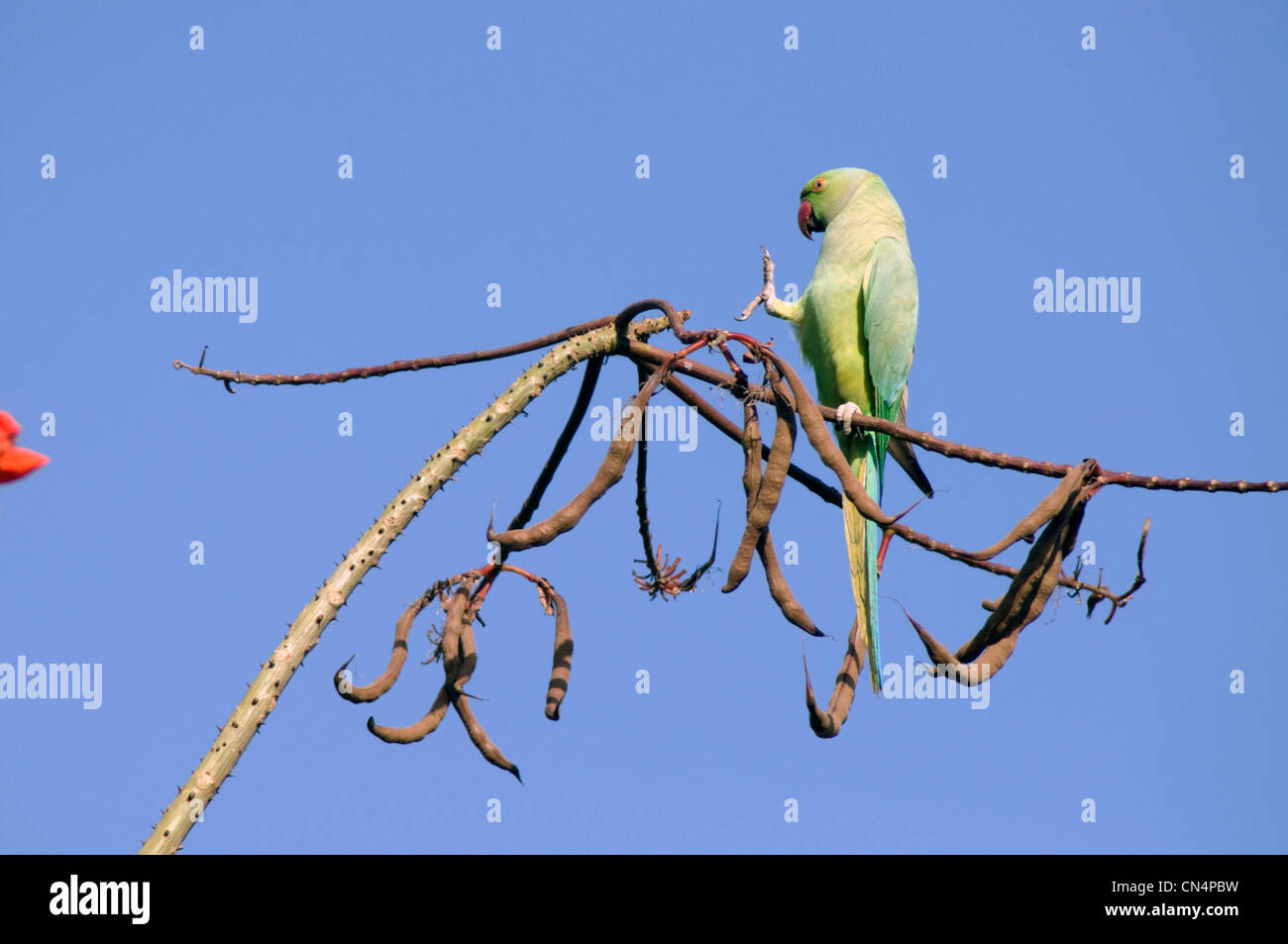 Birds in action hi-res stock photography and images - Alamy