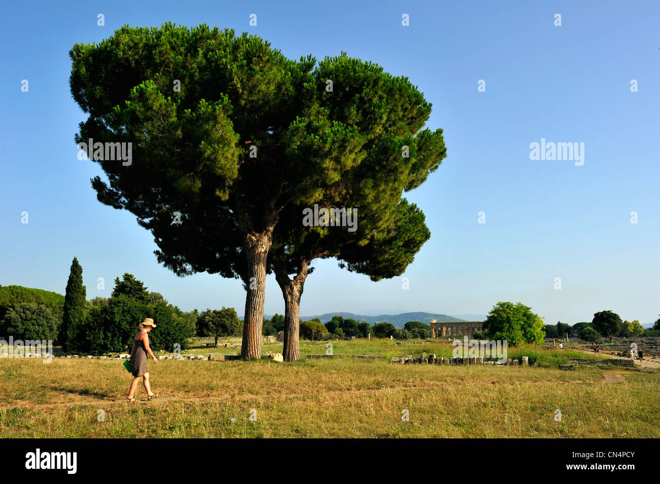 National tree of italy hi-res stock photography and images - Alamy