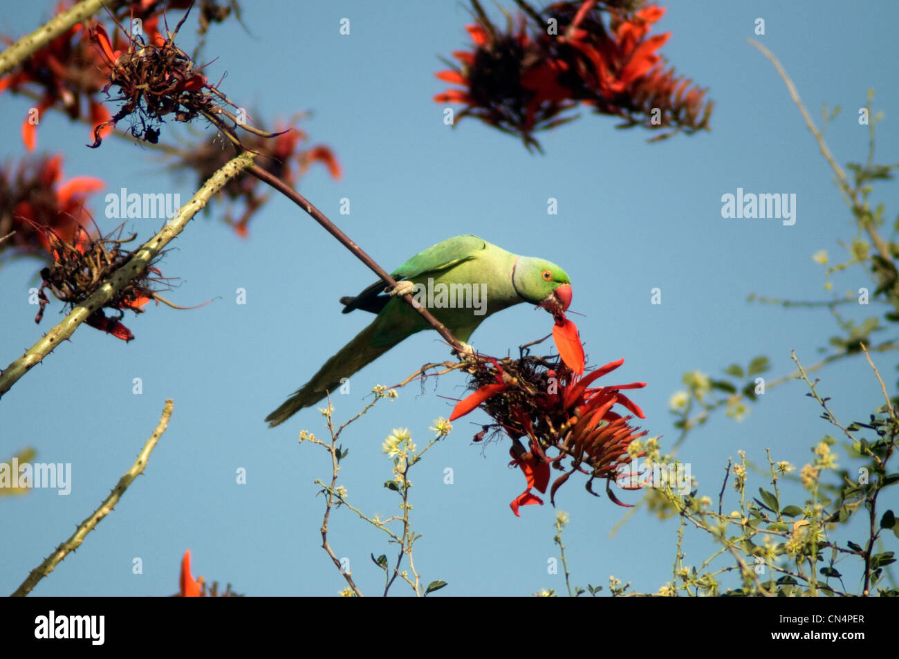 Rosy Ring Parakeet in action Stock Photo - Alamy