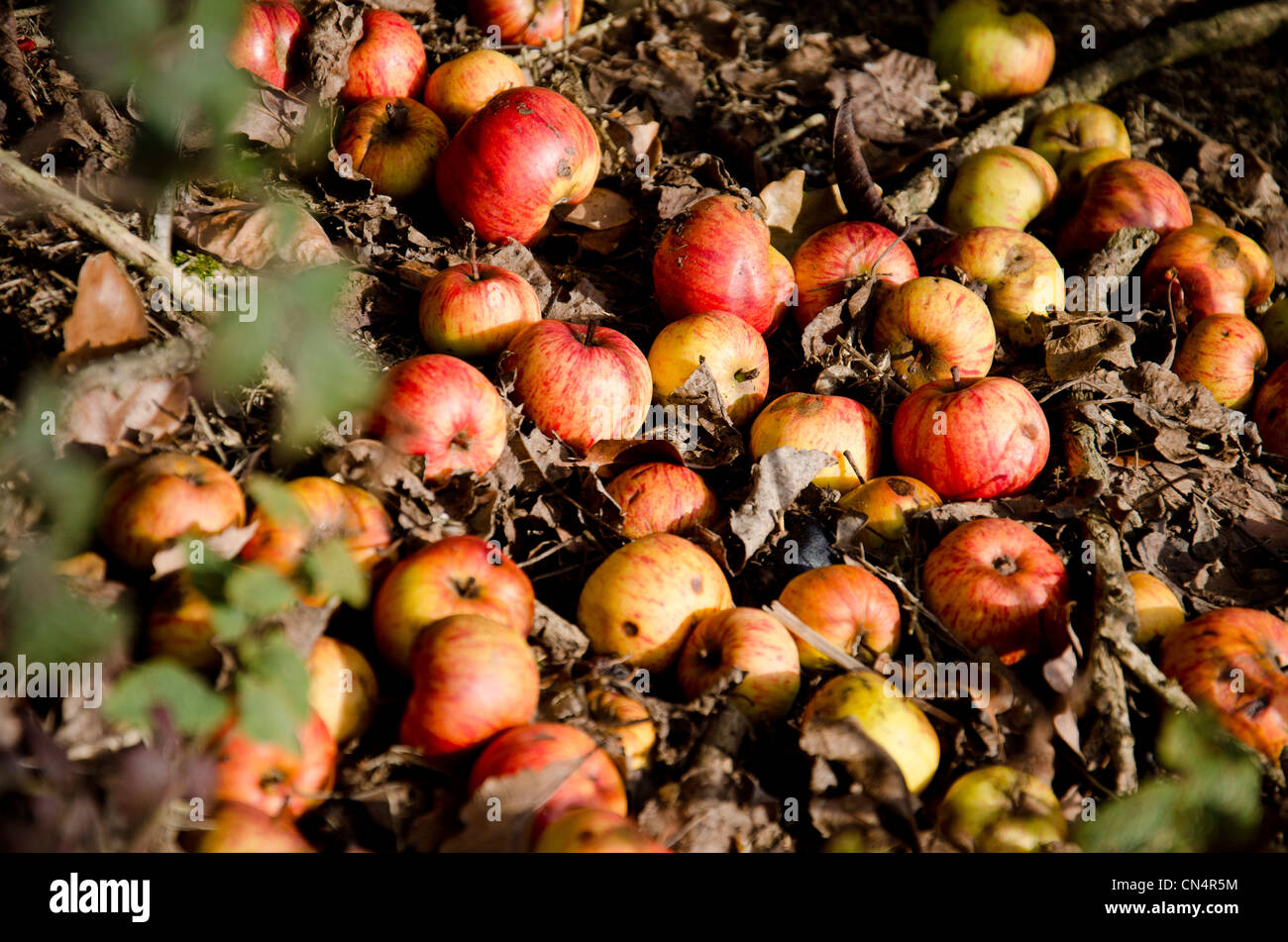 Apples in undergrowth Stock Photo - Alamy