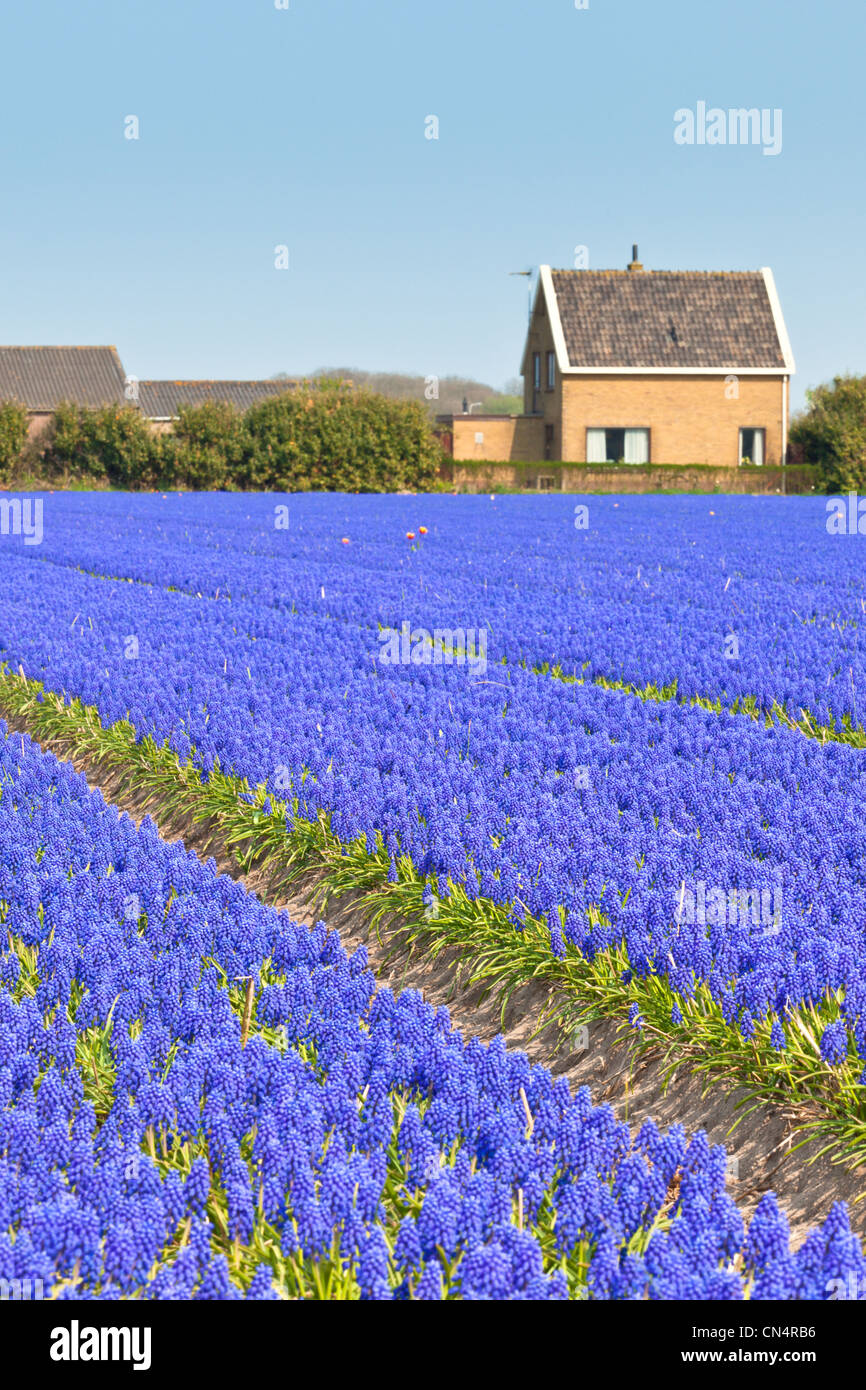Blue Muscari (hyacinth) field in Holland. Vertical shot Stock Photo - Alamy