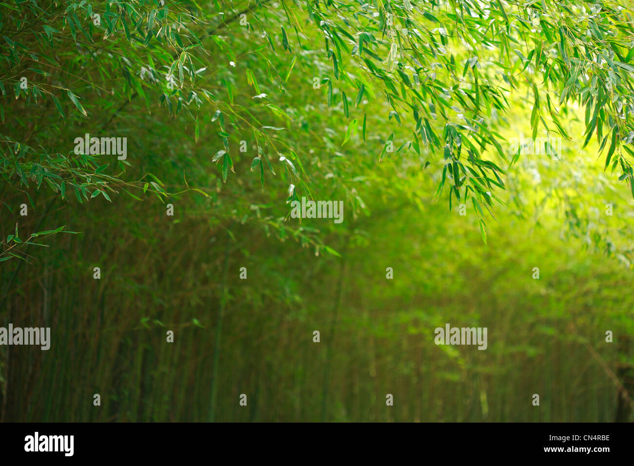 Bamboo forest habitat hi-res stock photography and images - Alamy