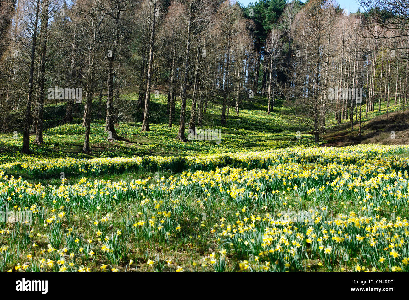 Windsor Great Park,Spring Dwarf Daffodils,Valley Gardens,The Crown ...