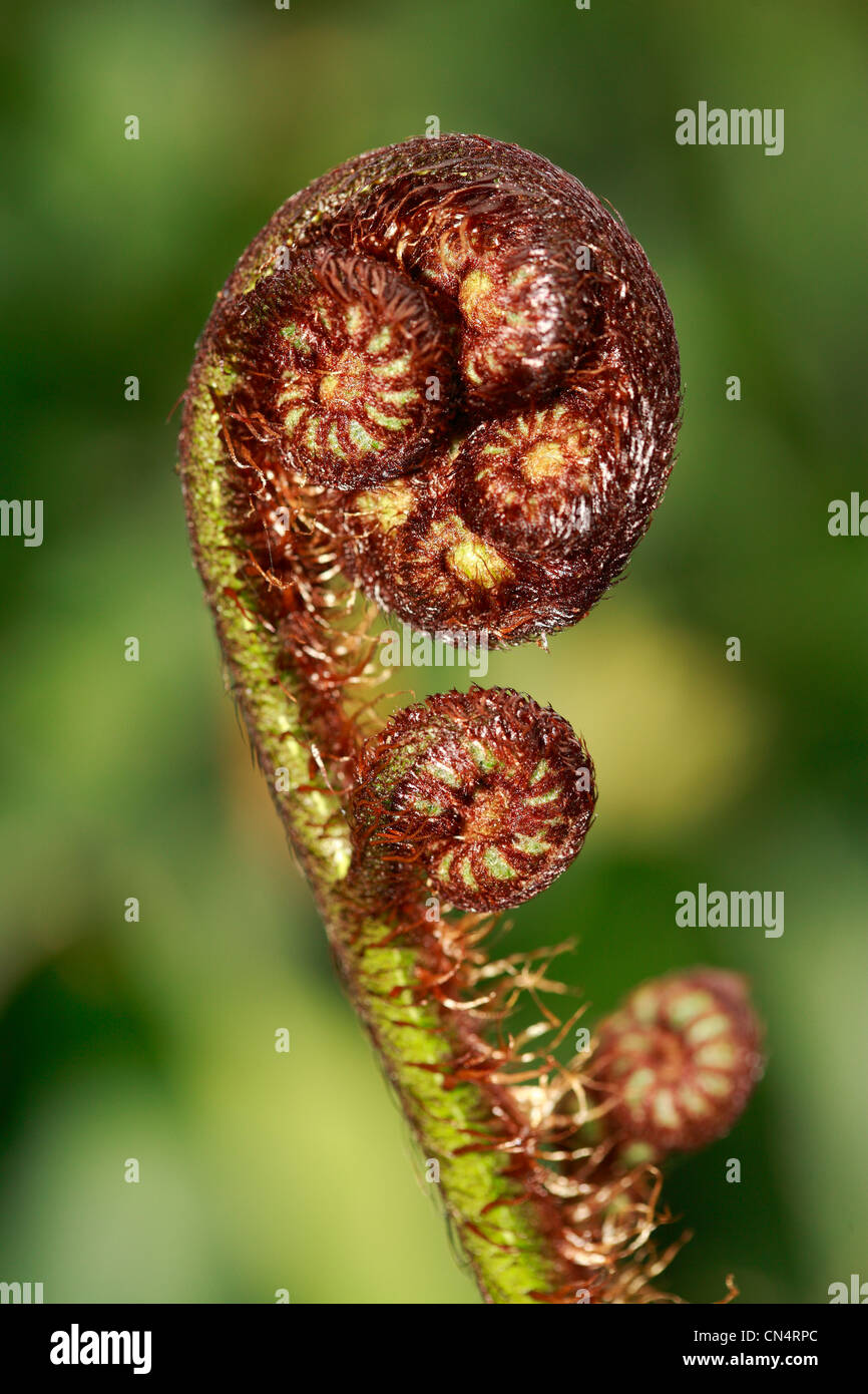Curly ferns hi-res stock photography and images - Alamy
