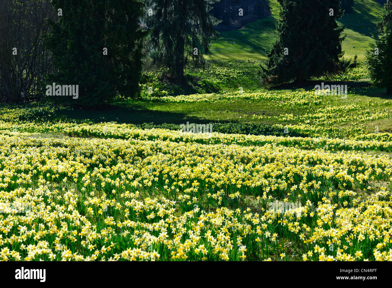 Windsor Great Park,Spring Dwarf Daffodils,Valley Gardens,The Crown ...