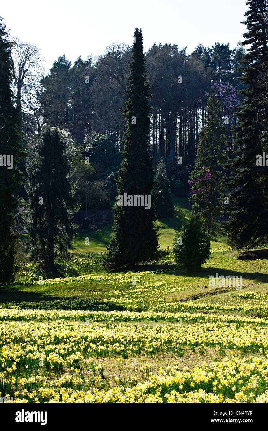 Windsor Great Park,Spring Dwarf Daffodils,Valley Gardens,The Crown ...