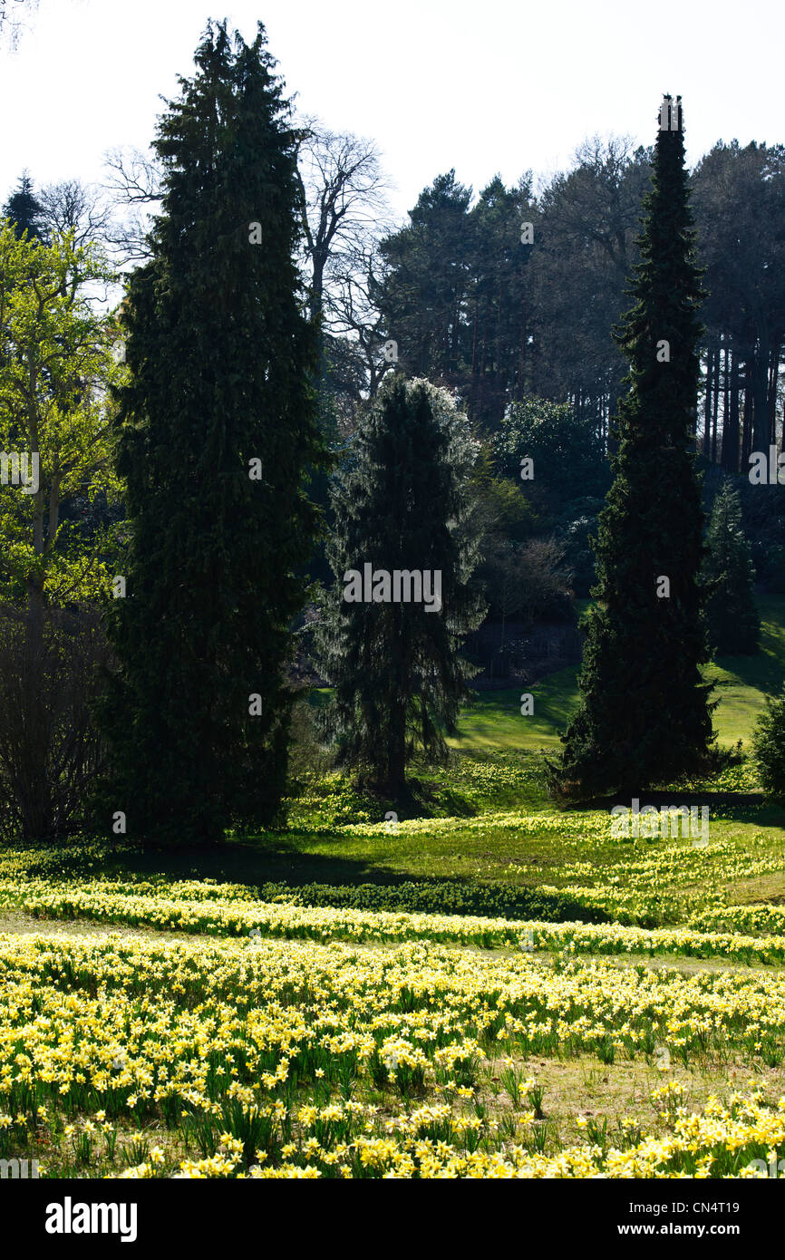 Windsor Great Park,Spring Dwarf Daffodils,Valley Gardens,The Crown ...