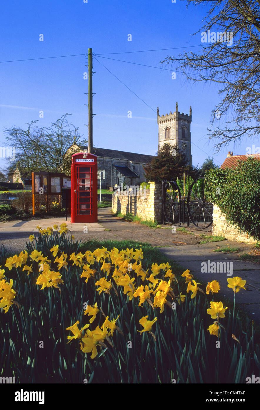 springtime daffodils and telephone box by all saints parish church in ...