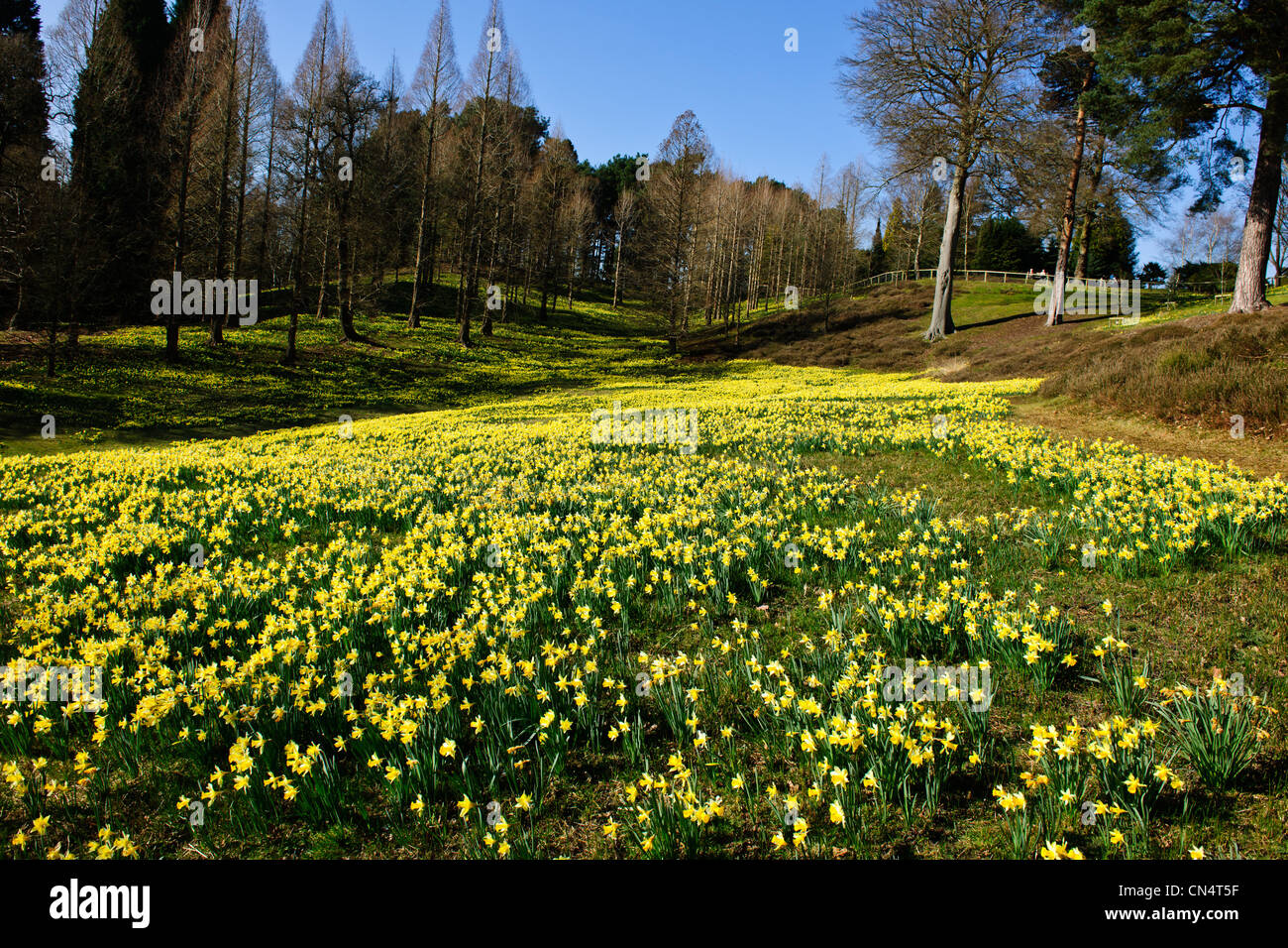 Windsor Great Park,Spring Dwarf Daffodils,Valley Gardens,The Crown ...