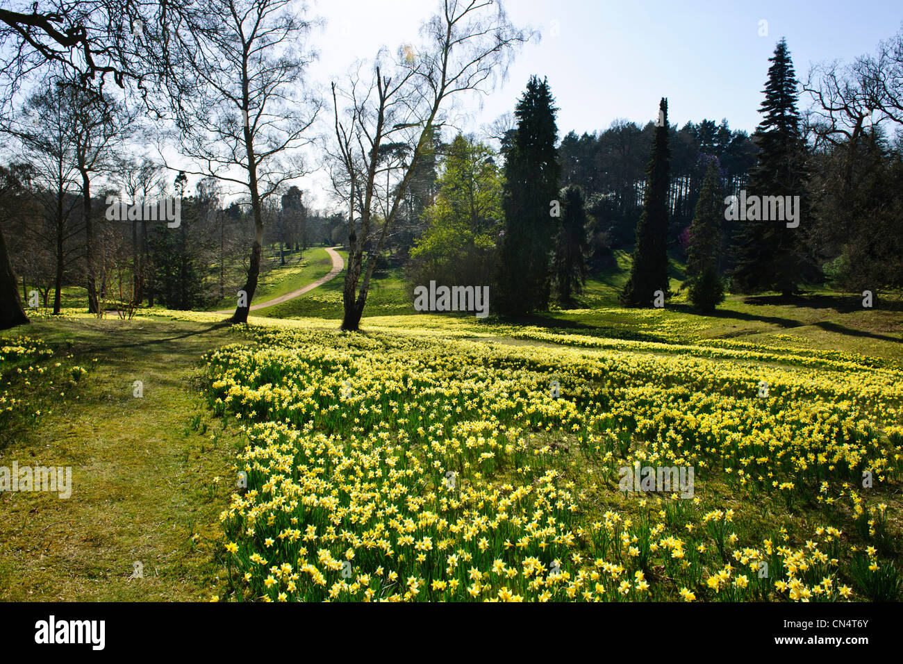 Windsor great park spring dwarf daffodils valley hi-res stock ...