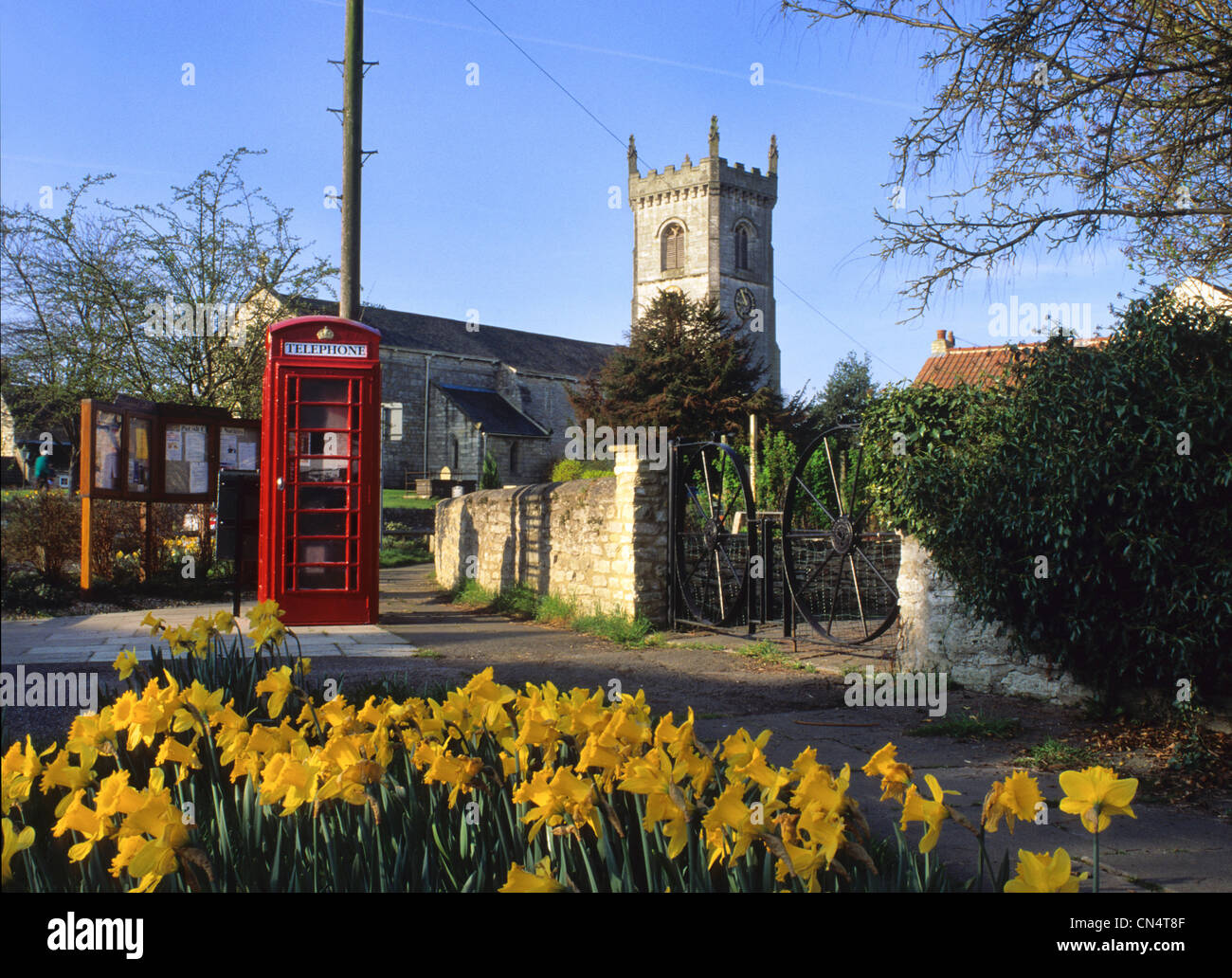 springtime daffodils and telephone box by all saints parish church in ...